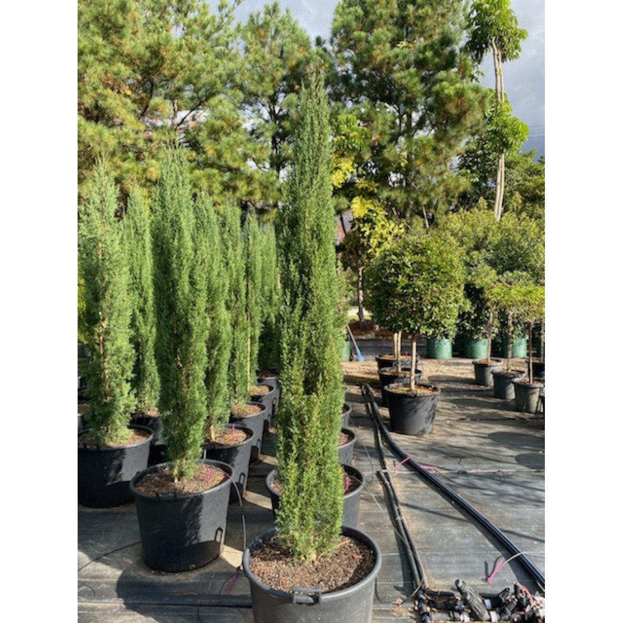 Cupressus sempervirens Glauca - Pencil Pine Conifer