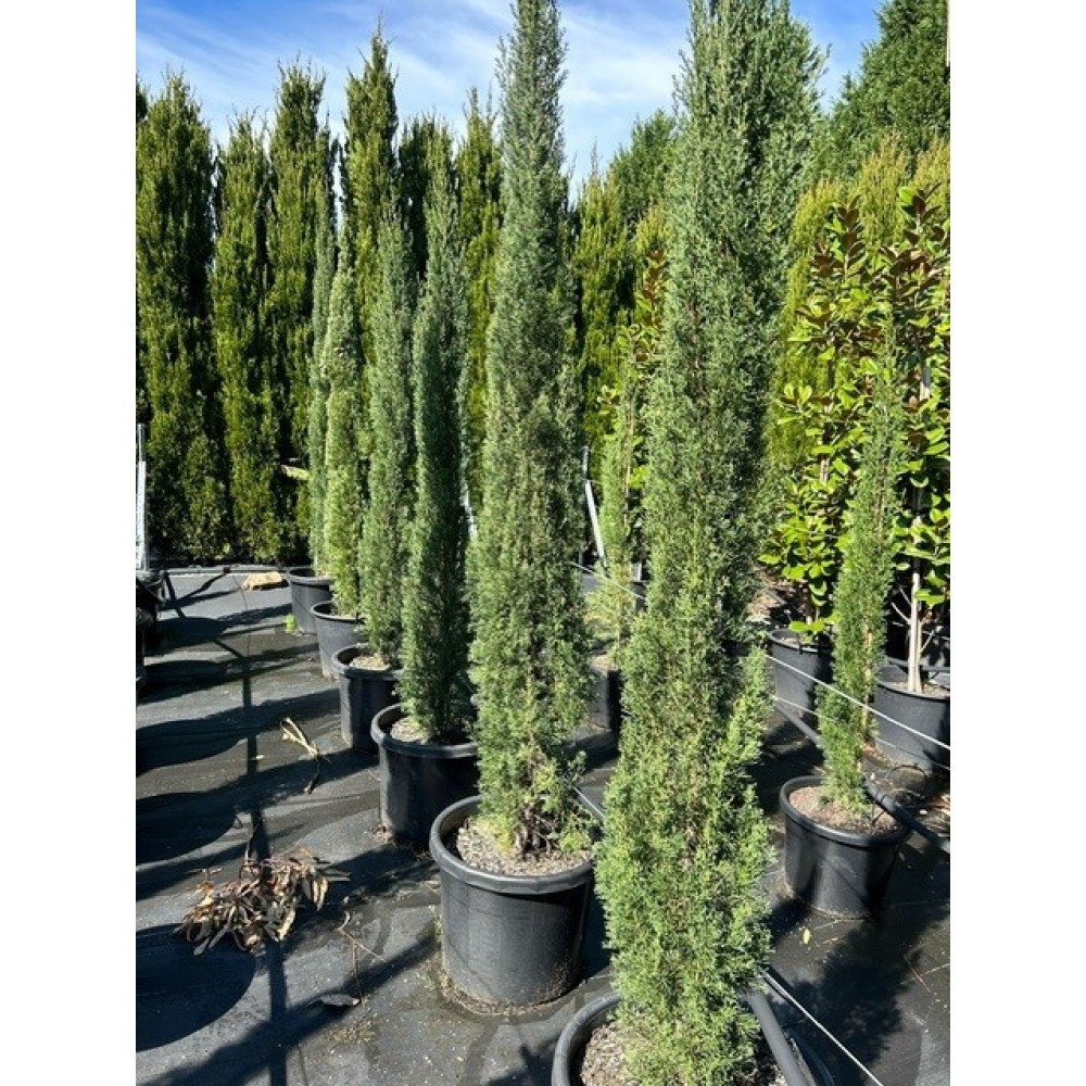 Cupressus sempervirens Glauca - Pencil Pine Conifer