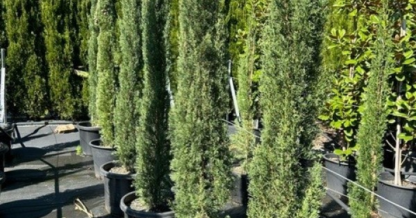 Cupressus sempervirens Glauca - Pencil Pine Conifer