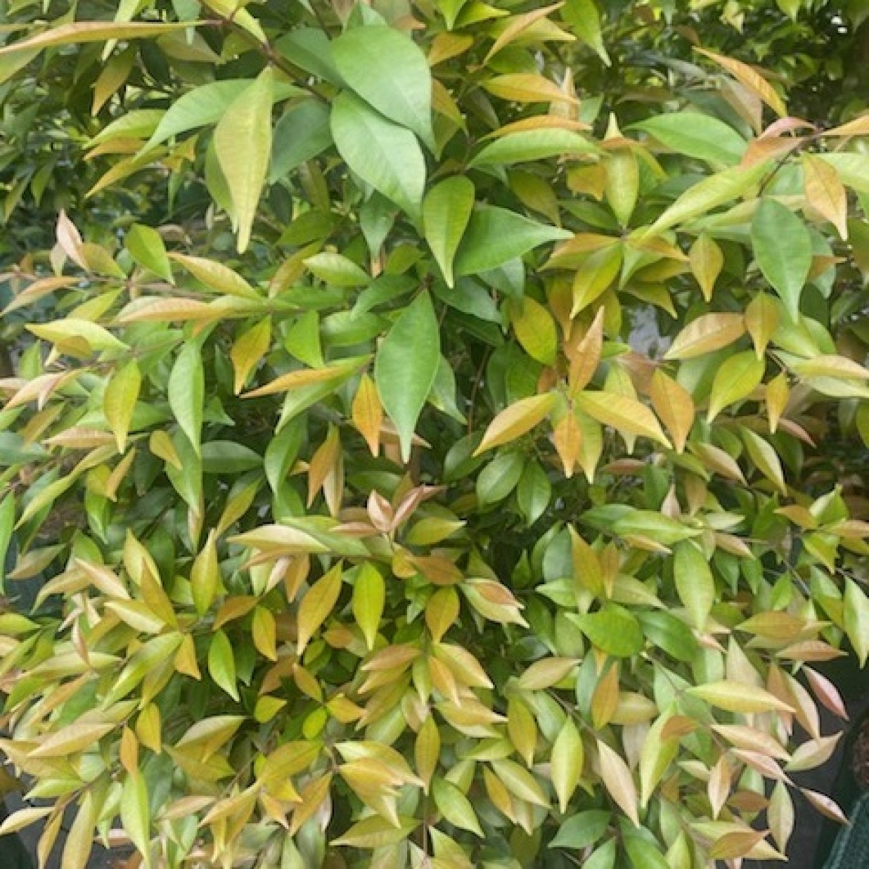 Acmena smithii - Common Lilly Pilly