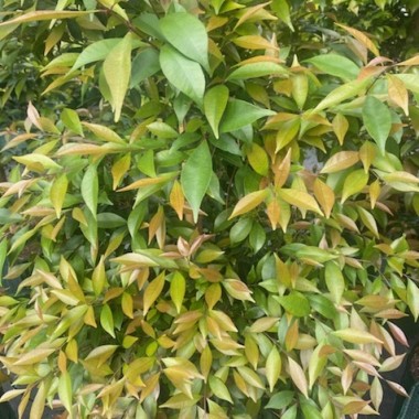 Acmena smithii 'Sublime' - Lilly Pilly