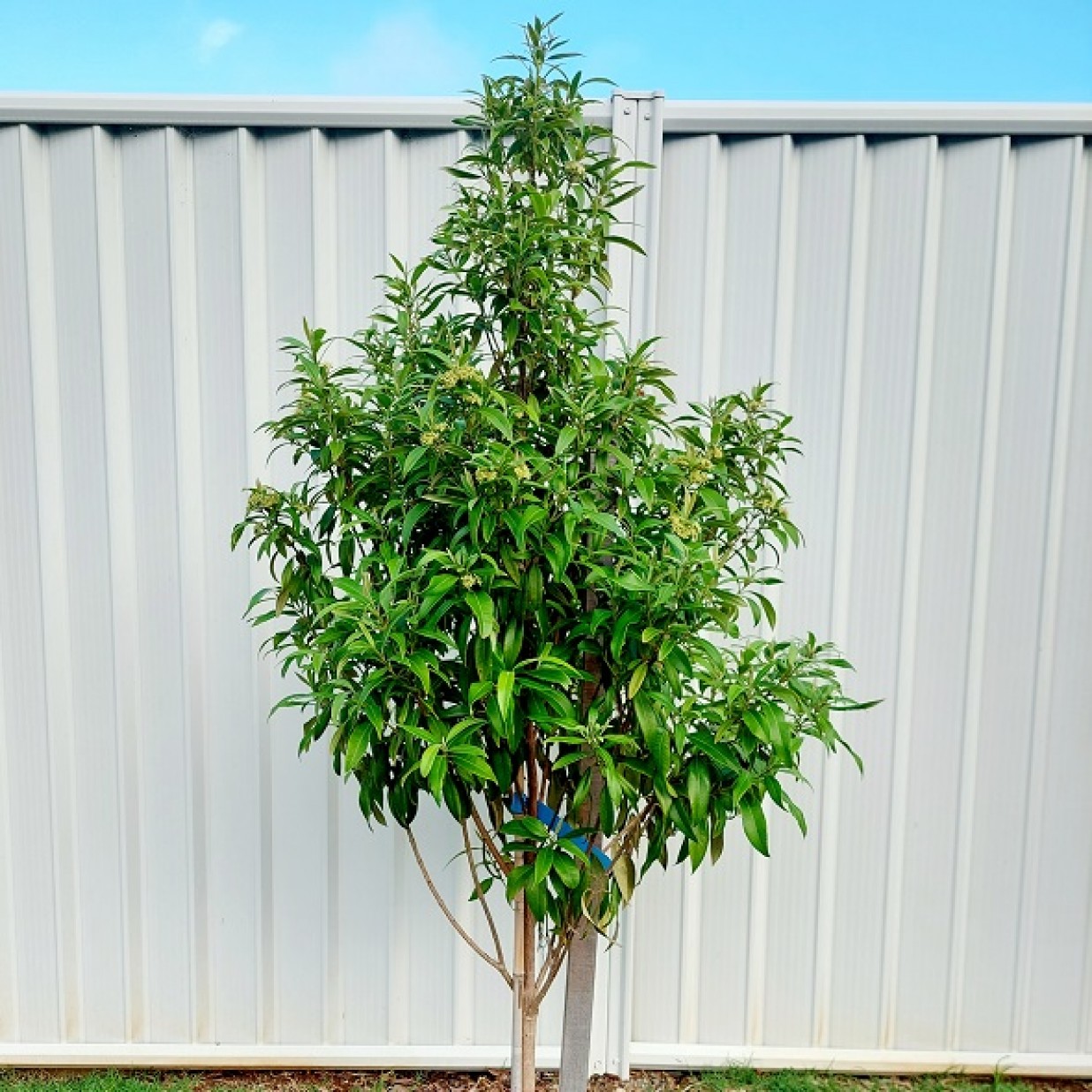 Lemon Myrtle Tree