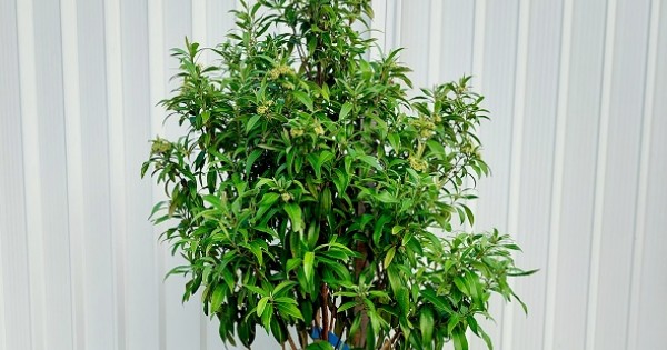 Lemon Myrtle Tree