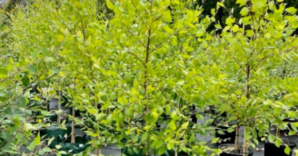 Betula nigra