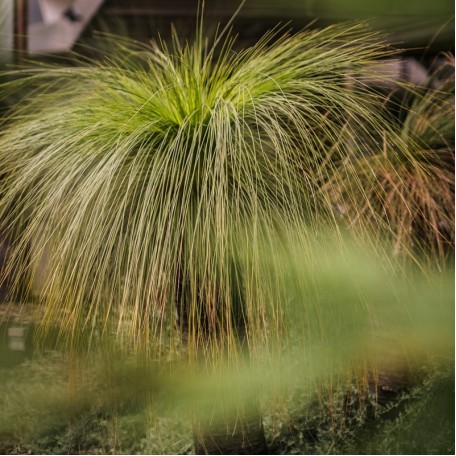 Australian Native Trees