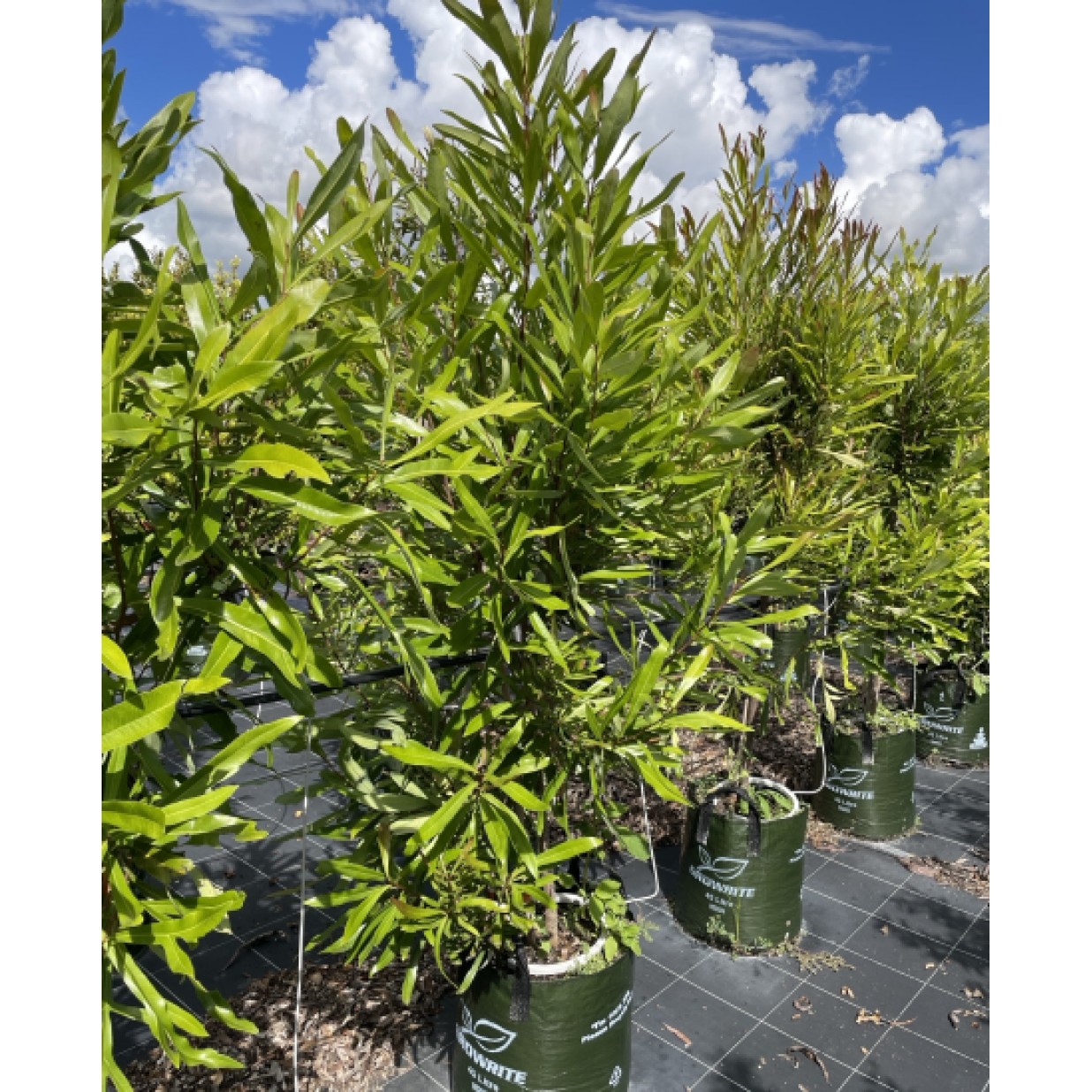 Buckinghamia celissima - Ivory Curl Tree
