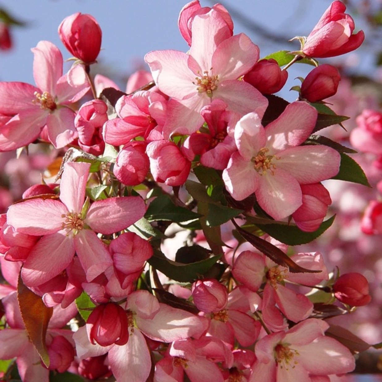 Crab Apple Tree