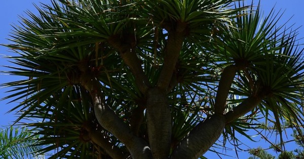 Dragon Tree