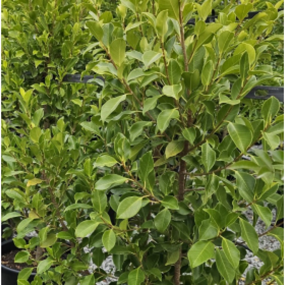 Ficus hillii Flash