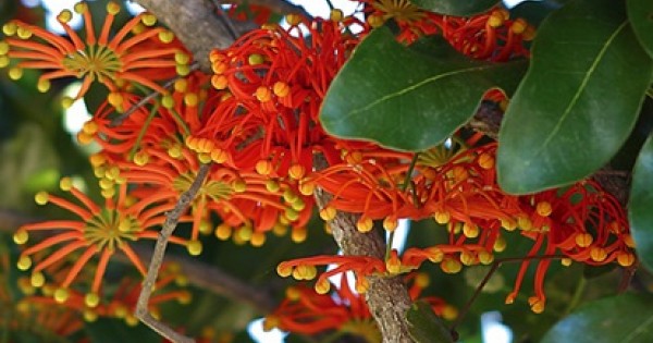 Firewheel Tree
