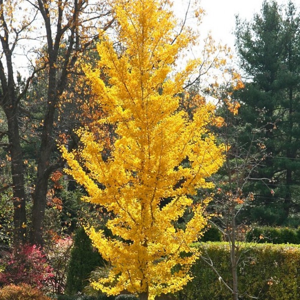 Ginkgo biloba - Maidenhair Tree