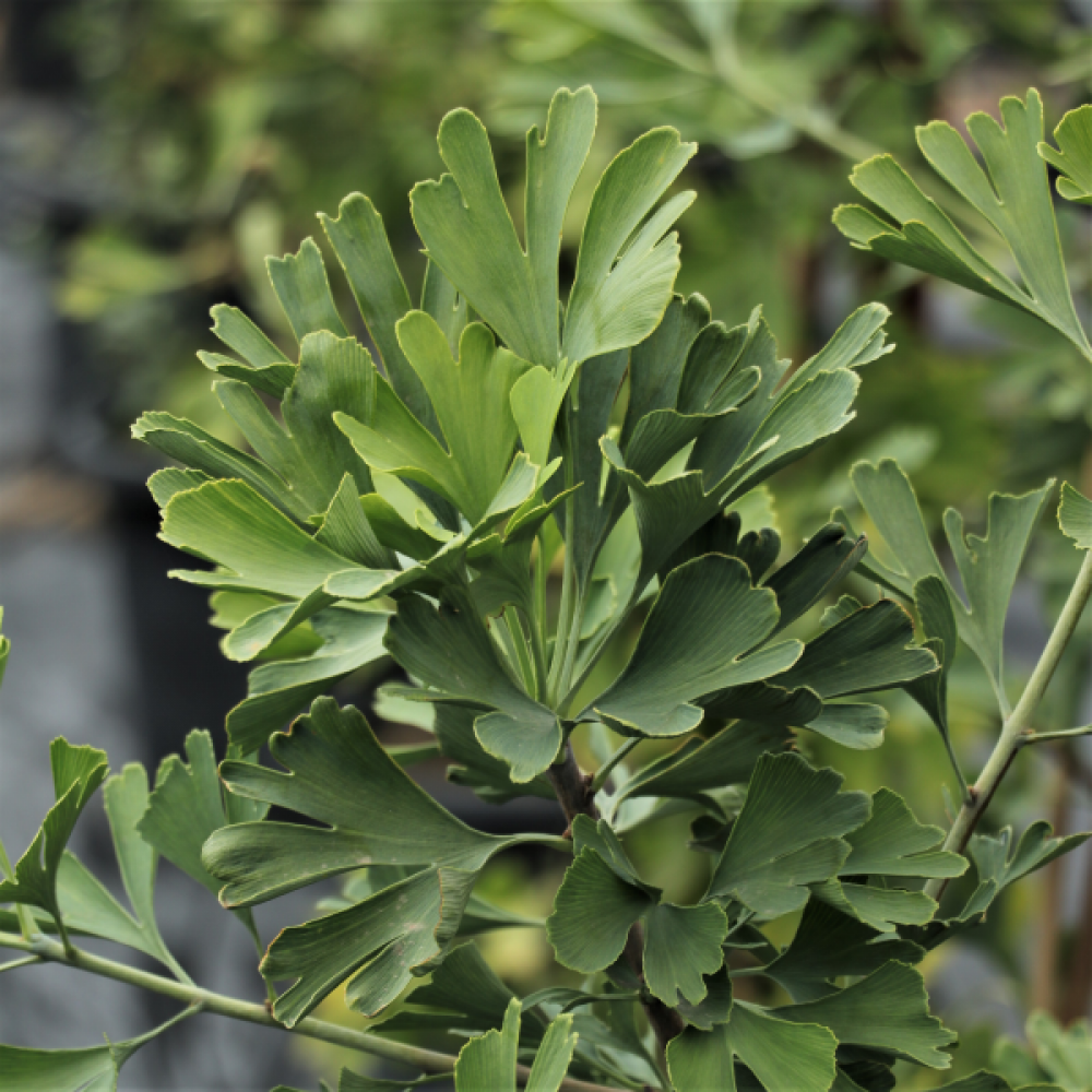 Ginkgo biloba - Maidenhair Tree