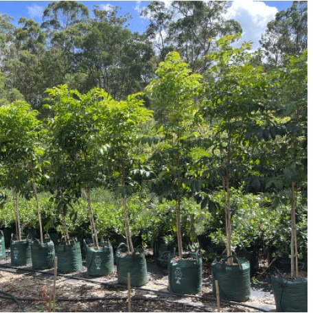 Canopy and Shade Trees Australia