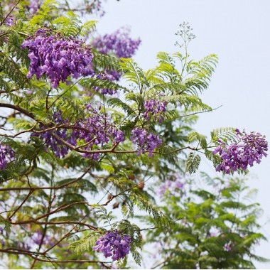Ulmus glabra 'Lutecens' - Golden Elm