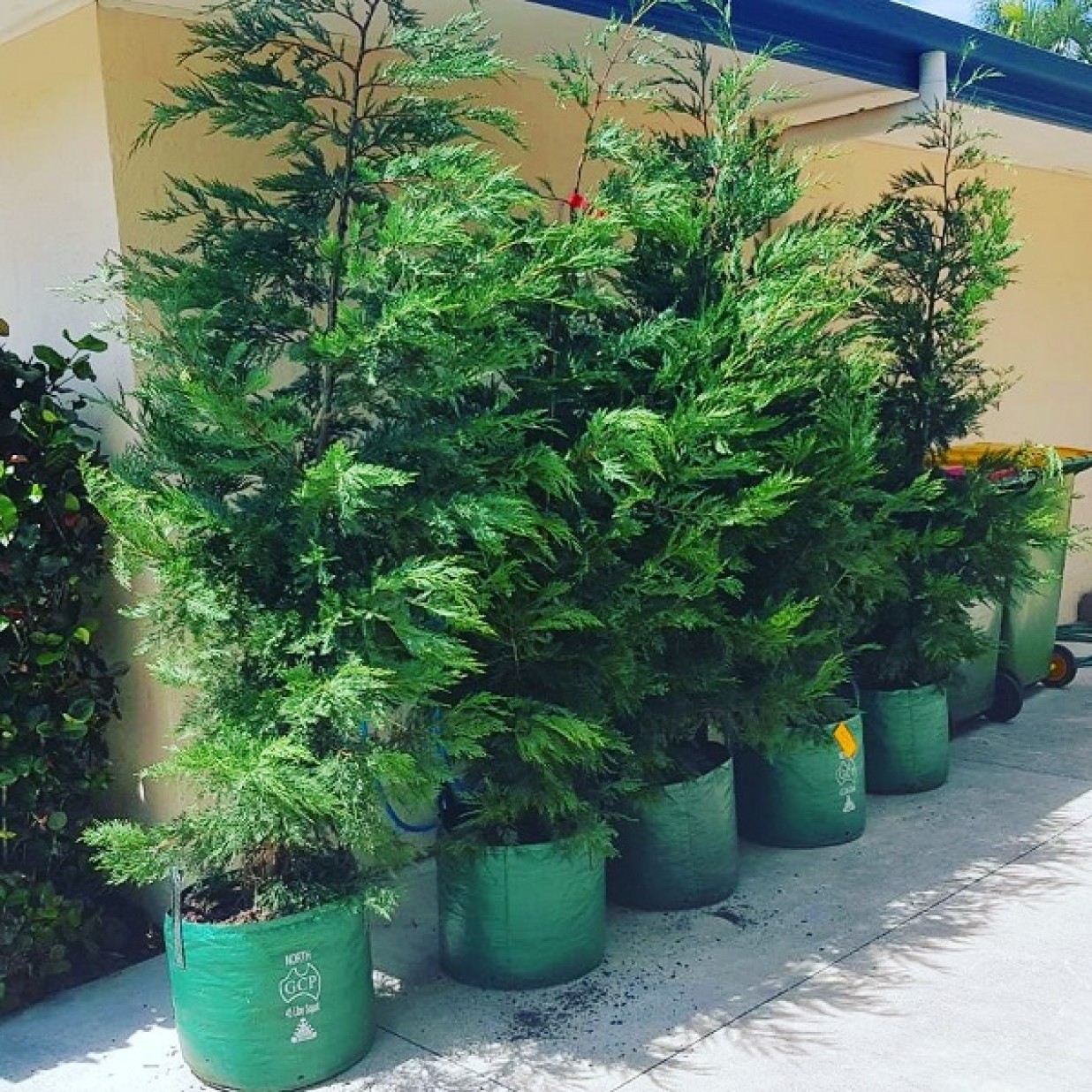 Cupressocyparis leylandii 'Leighton Green' - Conifer