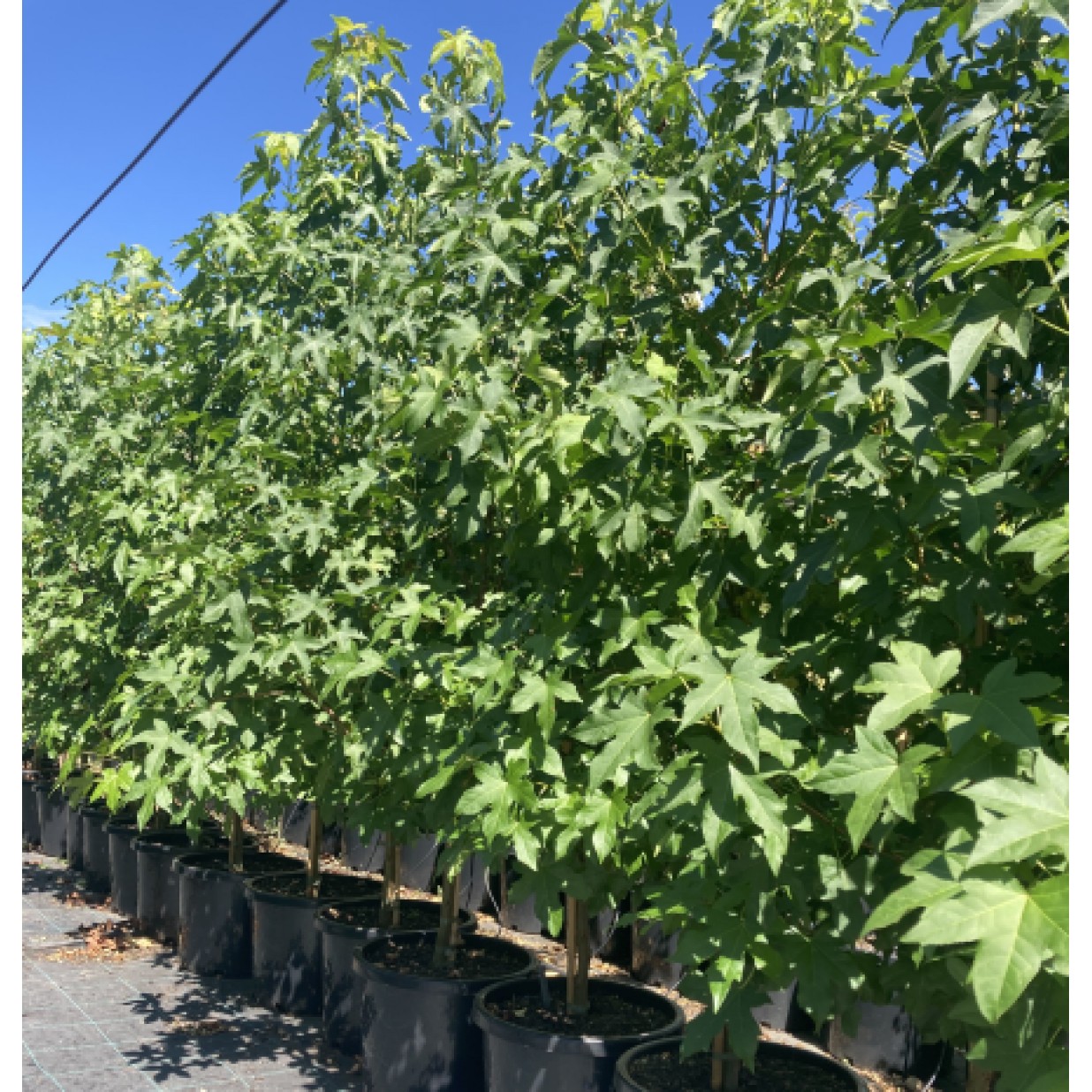 Liquidamber styraciflua