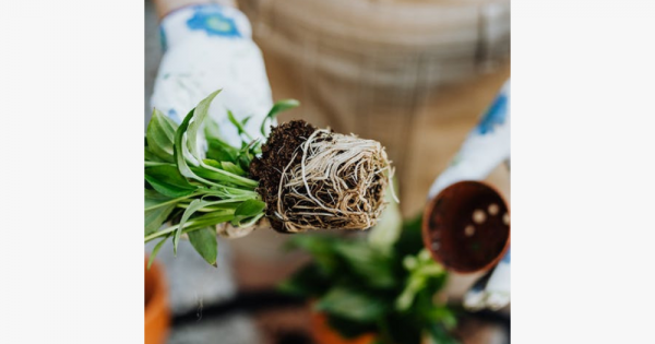 How to Prepare your Garden for your new Trees