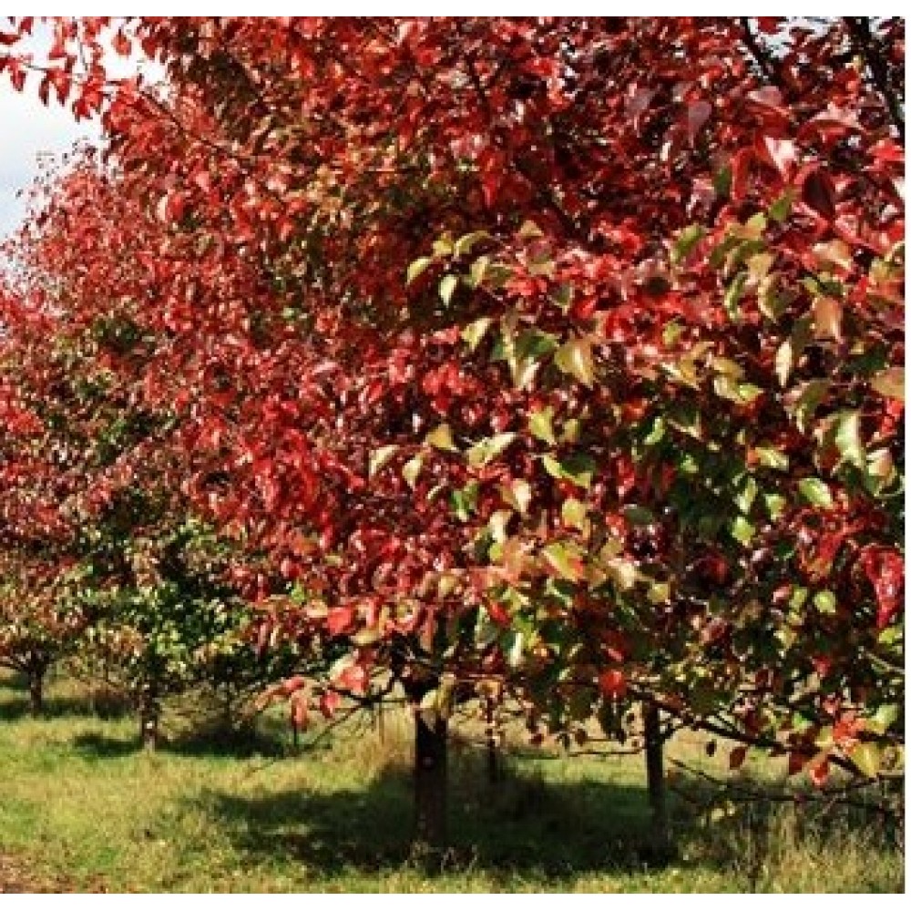 Pyrus ussuriensis - Manchurian Pear