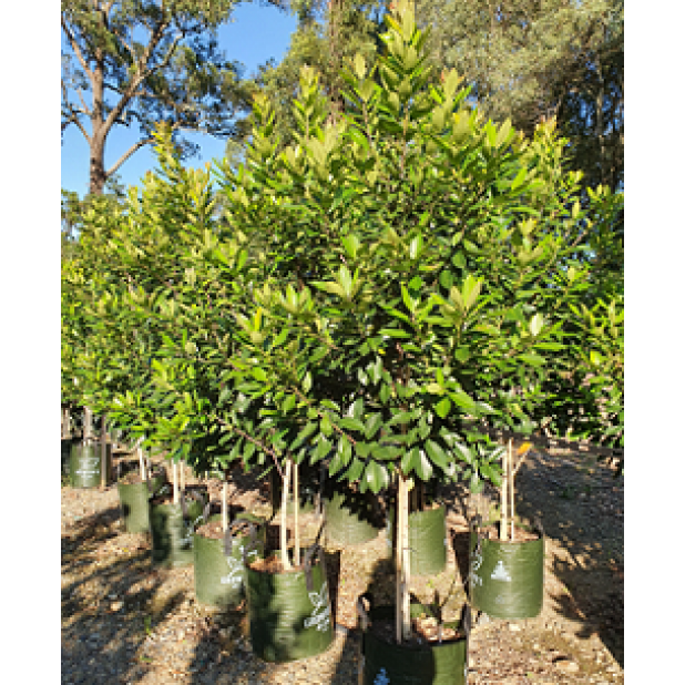 Tristaniopsis laurina 'Luscious' - Luscious water gum