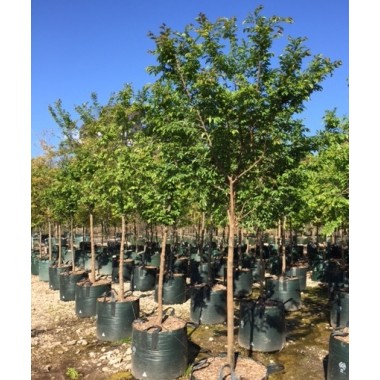 Ulmus parvifolia - Chinese Elm