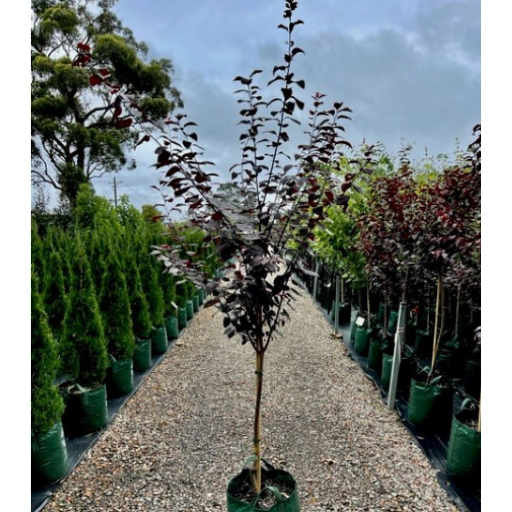 Prunus cerasifera Nigra - Flowering Plum
