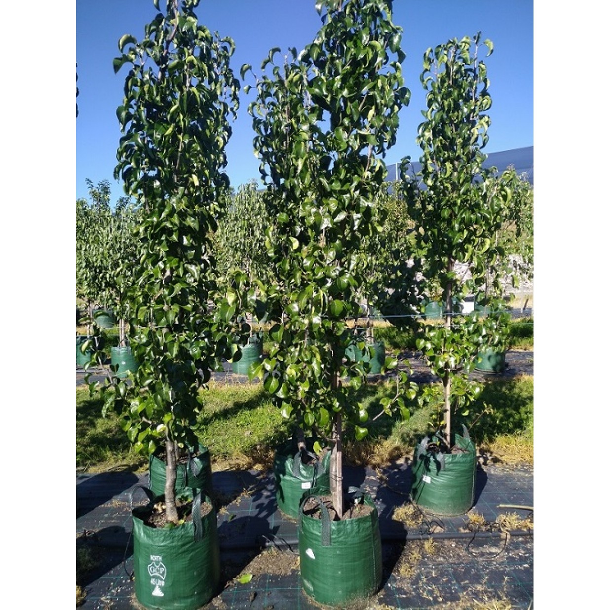 Pyrus calleryana 'Capital' - Capital Pear