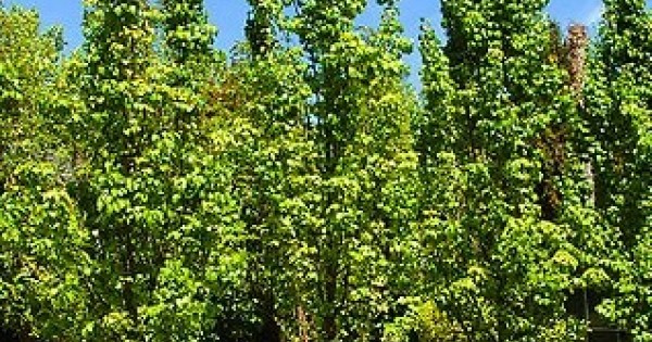 Pyrus calleryana 'Capital' - Capital Pear