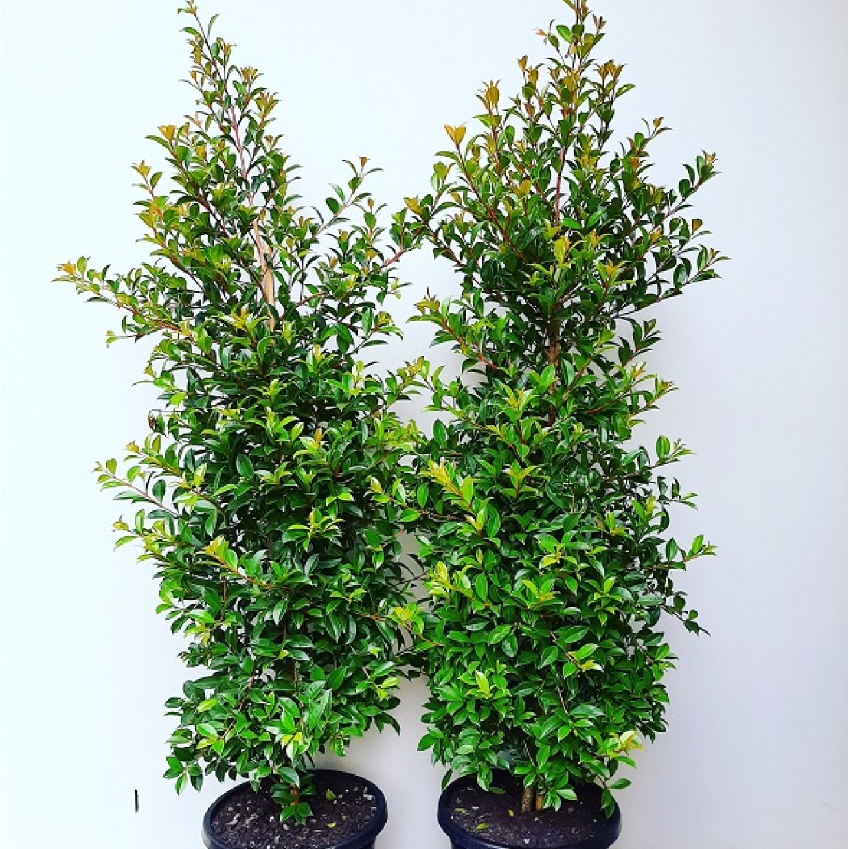 Syzygium australe 'Select' - Lilly Pilly