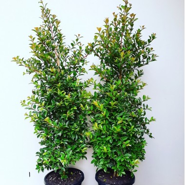 Acmena smithii 'Sublime' - Lilly Pilly