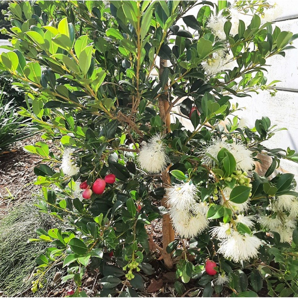 Syzygium australe 'Resilience' - Lilly Pilly