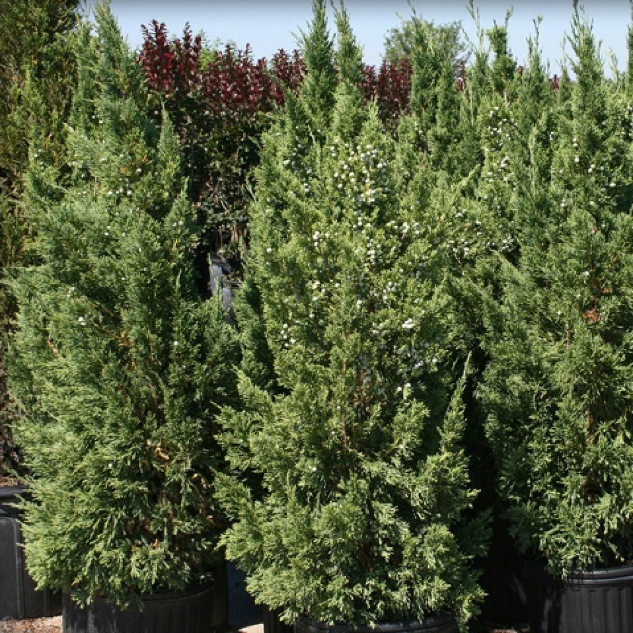 Juniperus chinensis Keteleeri - Chinese Juniper
