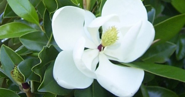 Magnolia grandiflora 'Kay Parris'