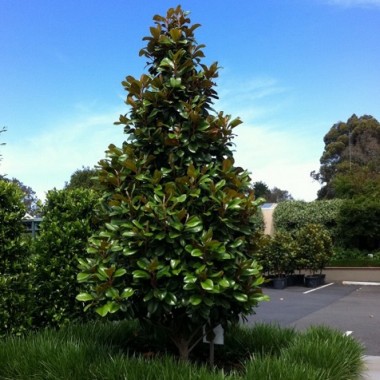 Acmena smithii 'Sublime' - Lilly Pilly