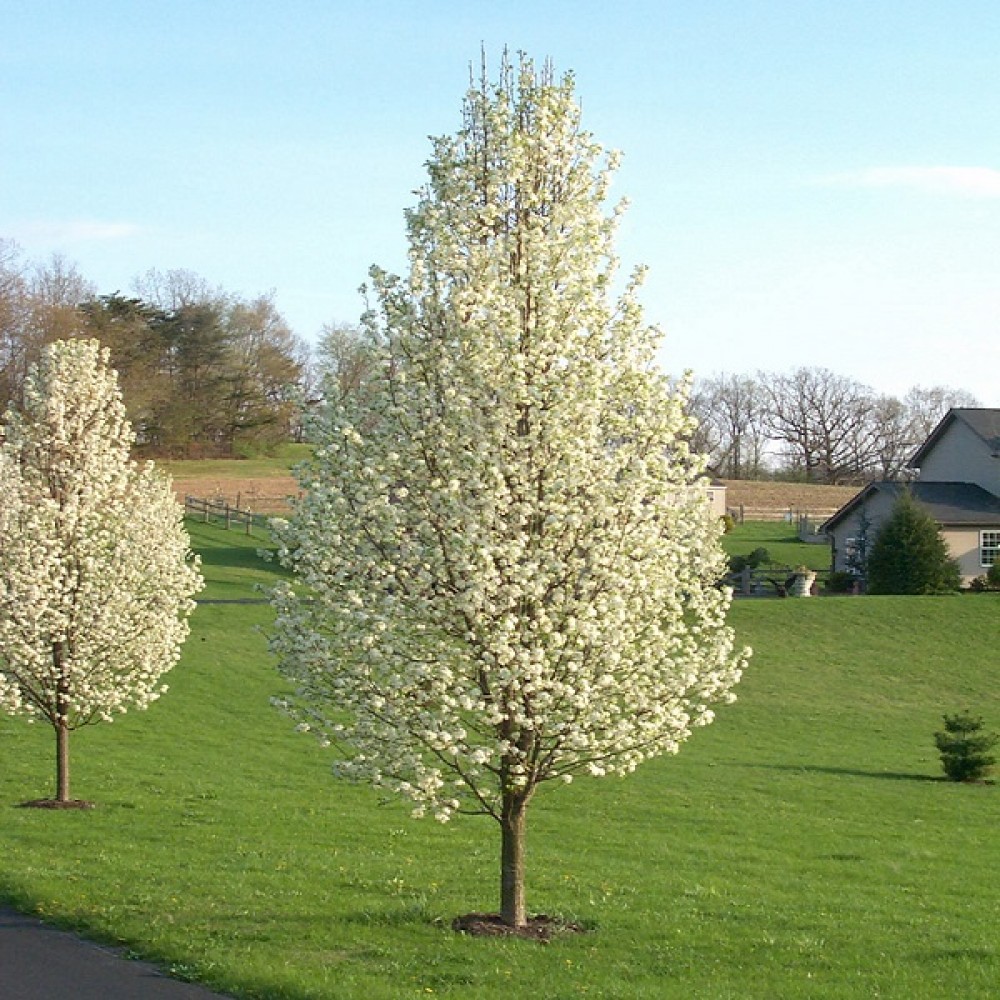 Pyrus calleryana 'Cleveland Select' - Ornamental Pear