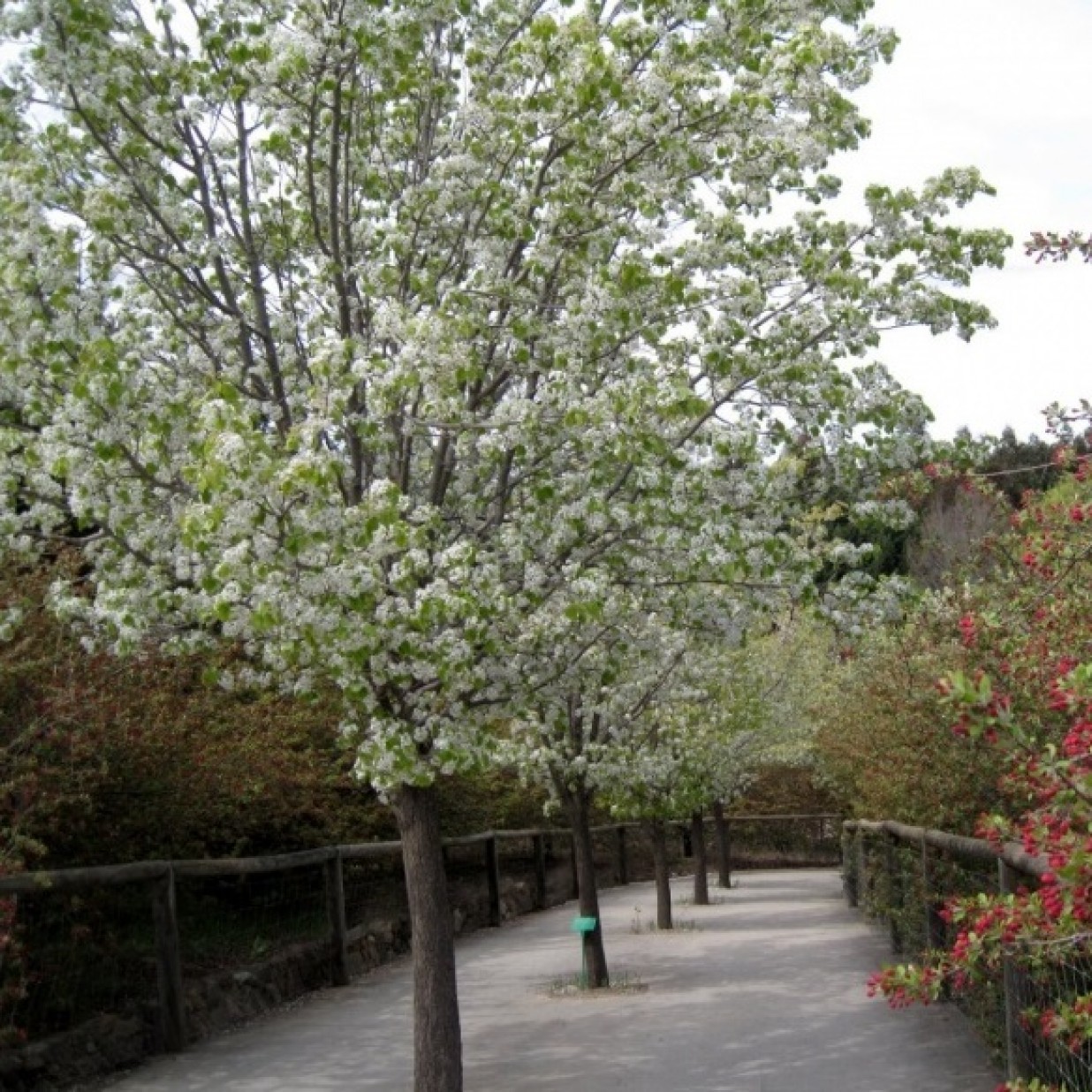 Pyrus nivalis - Snow Pear
