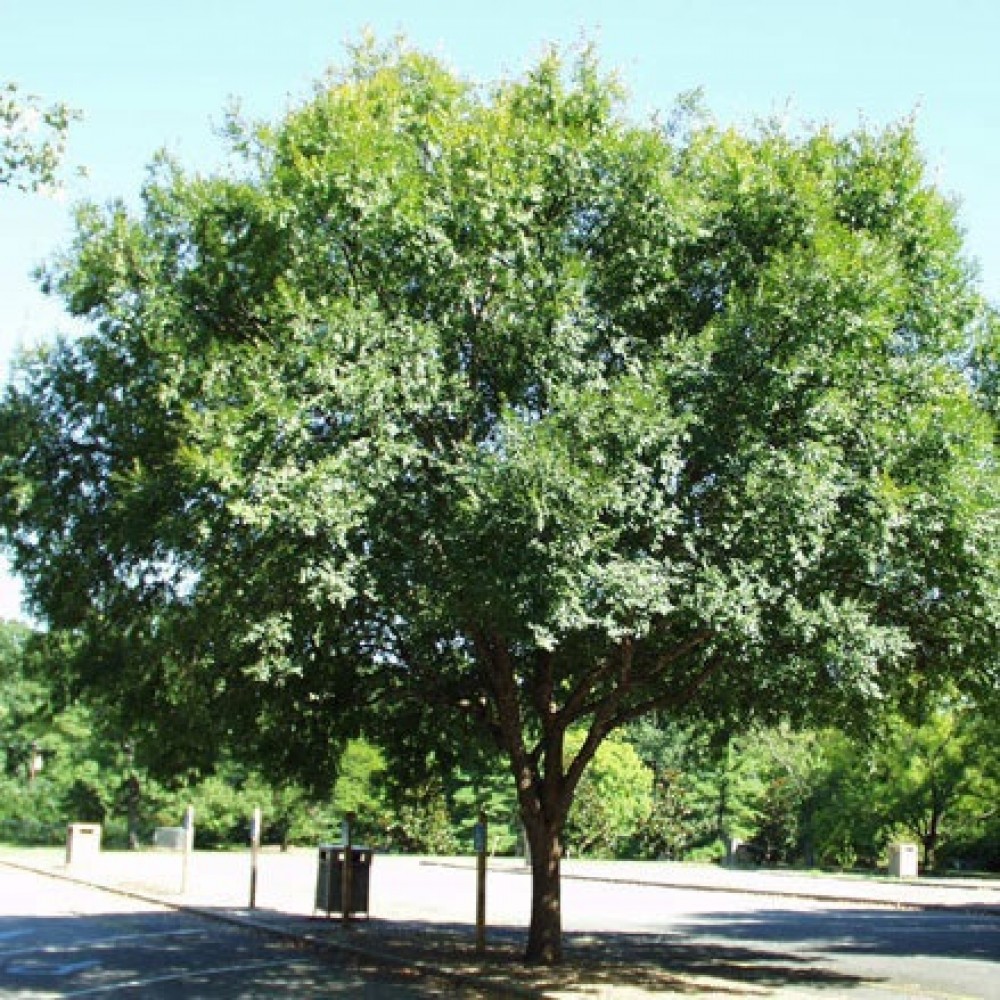 Ulmus parvifolia - Chinese Elm