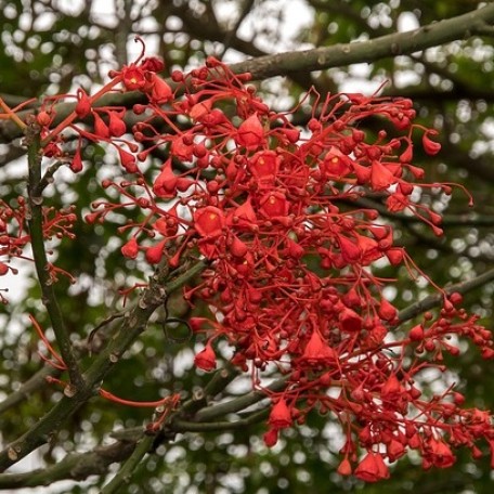 Deciduous Trees Australia
