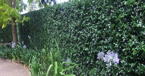 Murraya paniculata hedging plant
